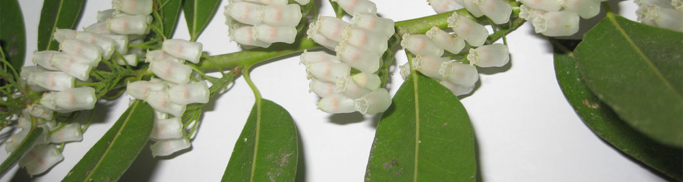 Fact sheet: Dwarf Pipestem - UF/IFAS Extension Nassau County