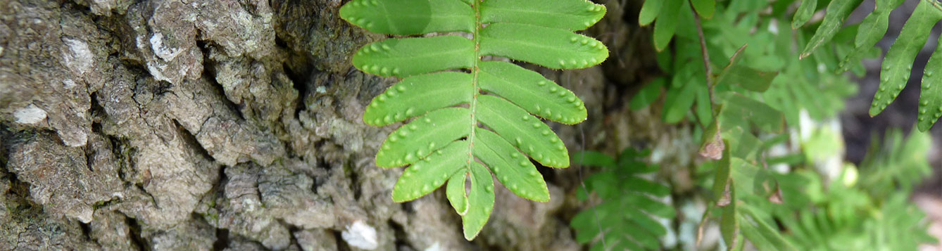 Q: My neighbor wants to cut down here tree because it is covered with a ...