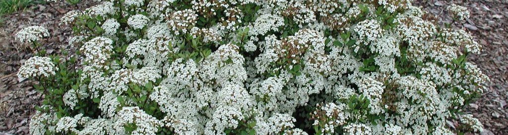 Fact sheet: Dwarf Walter's Viburnum - UF/IFAS Extension Nassau County