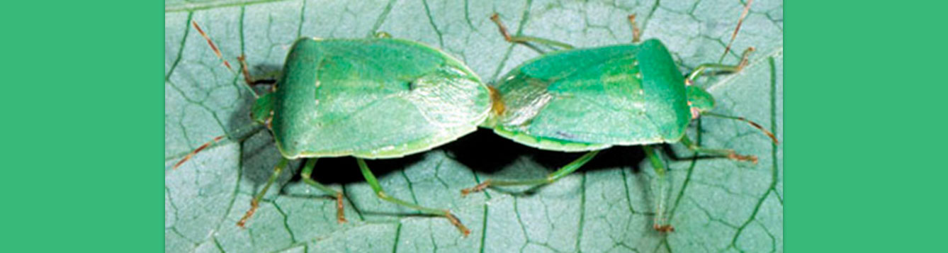 Q. My son brought me this green bug. Can you identify it for me? - UF ...