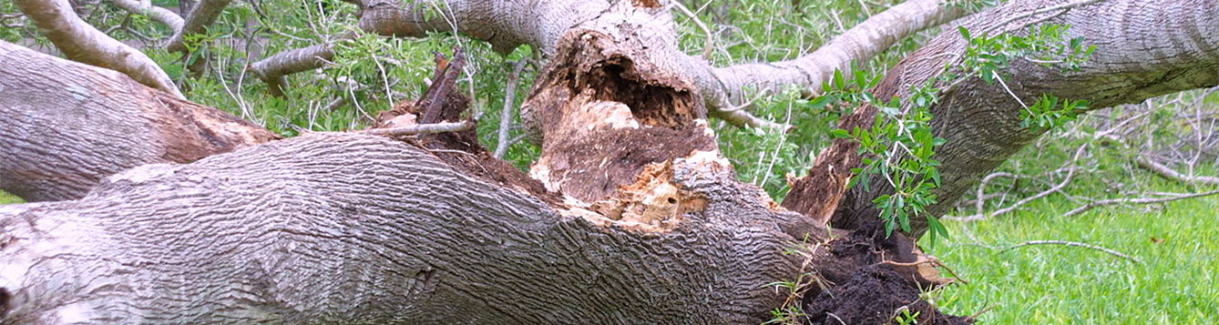 Q: What are some wind resistant trees to plant? - UF/IFAS Extension ...