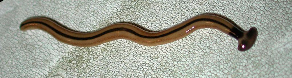 Q: What are all those black worms that crawl up on the sidewalks and ...