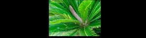 Q: How large does the root system of a sago palm get? - UF/IFAS ...