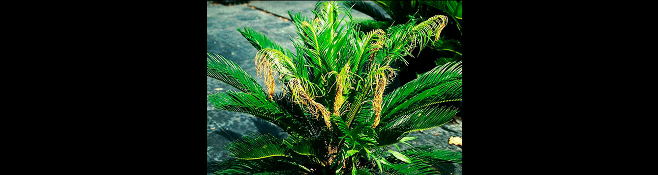 Q: I have yellow edges on my sago palm. What could be wrong with it ...