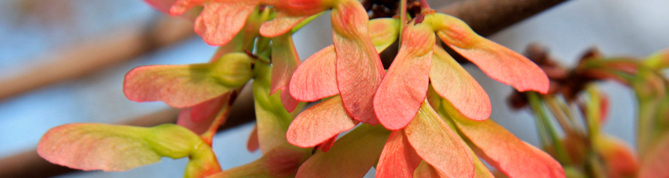 Q: I see the maples are bursting with color right now. After looking ...