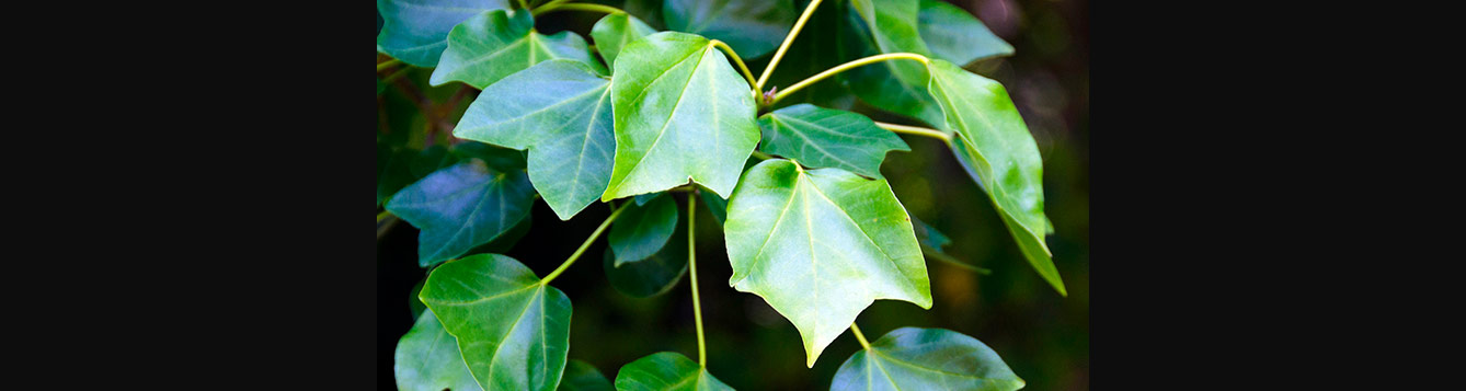 Q: My neighbor is planting a trident maple in his yard. Isn’t that the ...