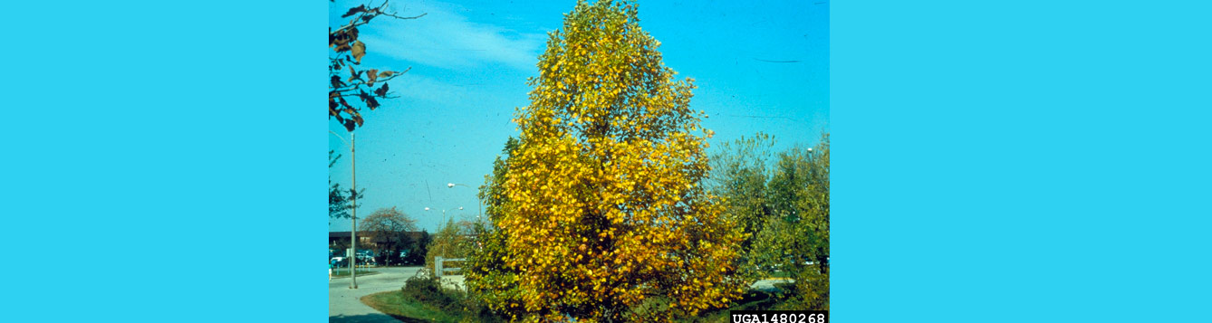 Q: I am new to the area and wanted to know if a yellow poplar will ...