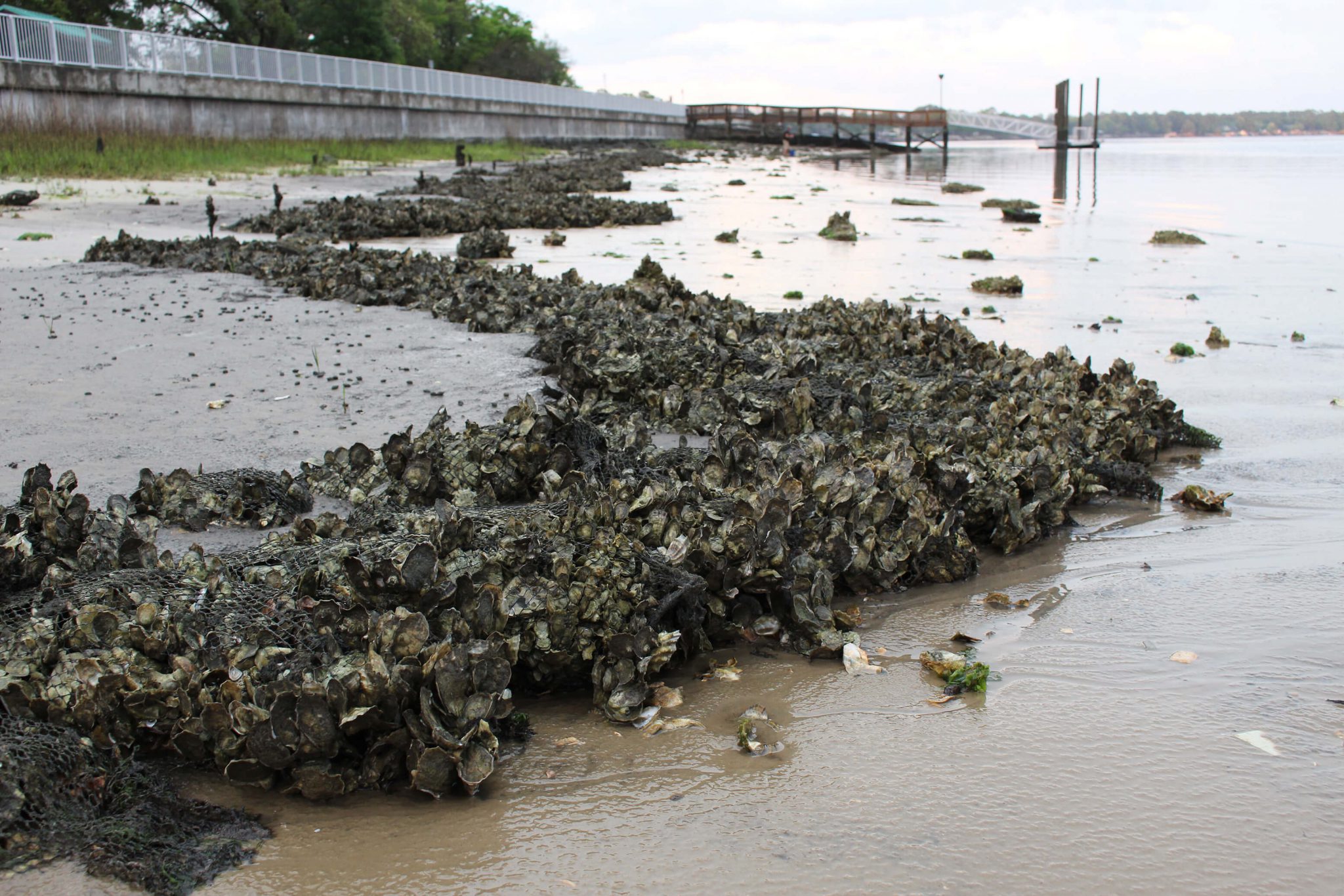 A Demonstration Living Shoreline for Northeast Florida - UF/IFAS ...