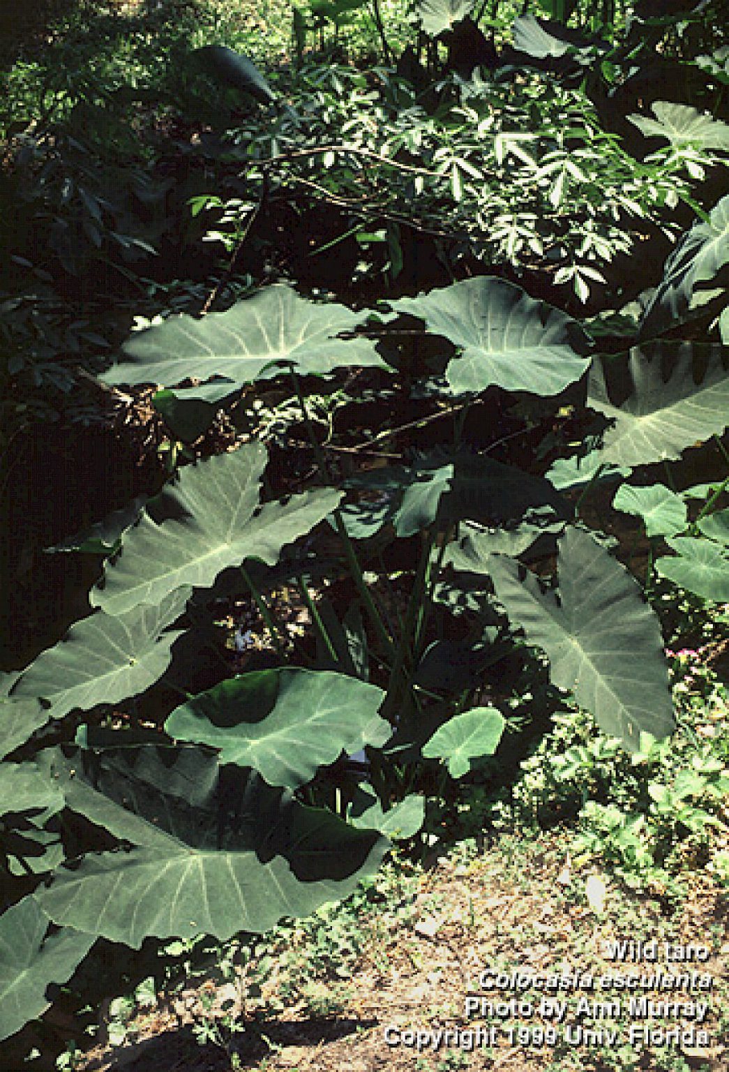 Invasion of the Landscape Snatchers: Wild Taro (Colocasia esculenta)