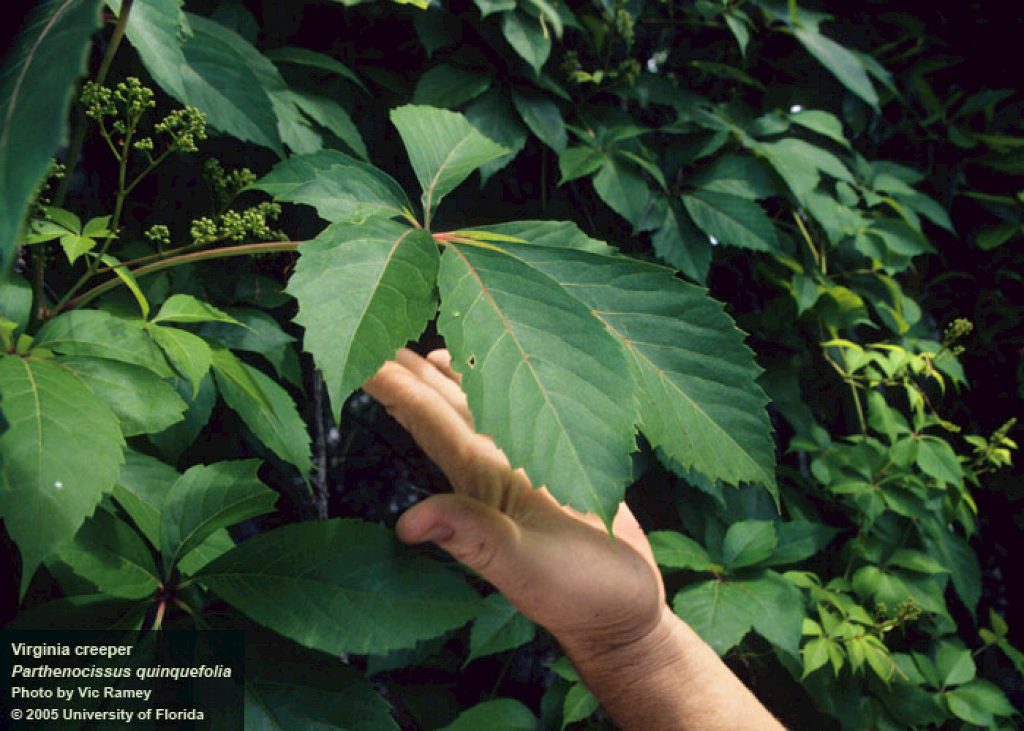 Vines of Mistaken Identity: Virginia Creeper - UF/IFAS Extension Nassau ...