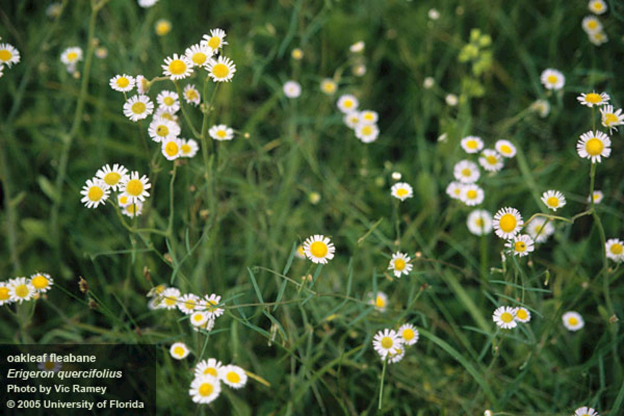 The Largest Plant Family - UF/IFAS Extension Nassau County