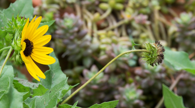 Agriculture & Natural Resources - UF/IFAS Extension