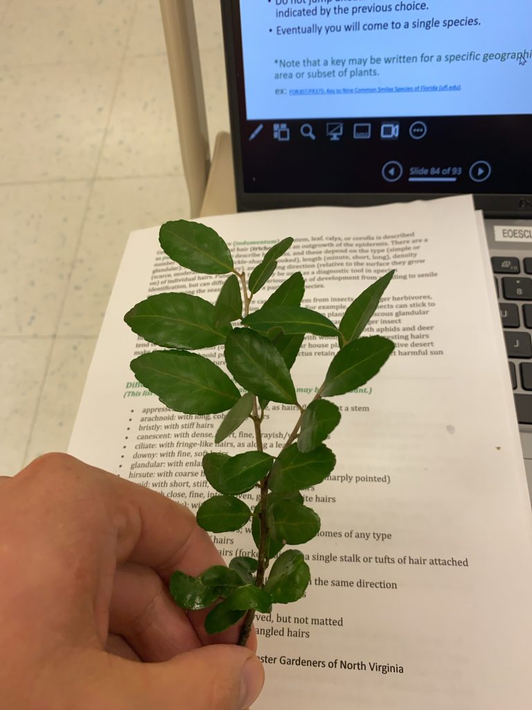 Florida Master Naturalist Program: Invasive Plants of Florida - UF/IFAS ...