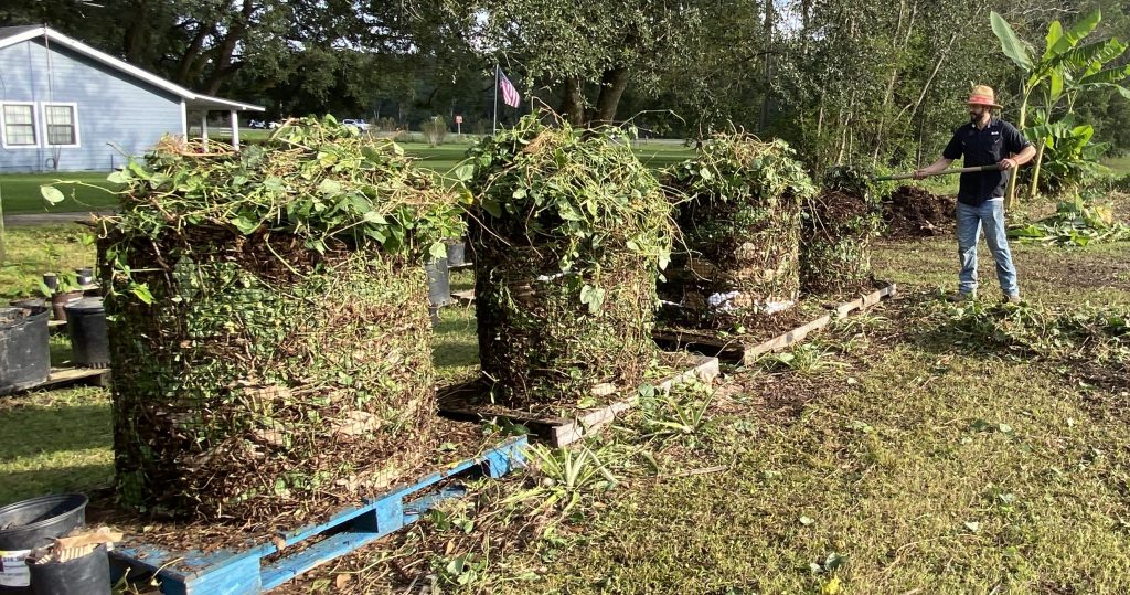 Composting with Iron/Clay Cowpea (Vigna unguiculata) - UF/IFAS ...