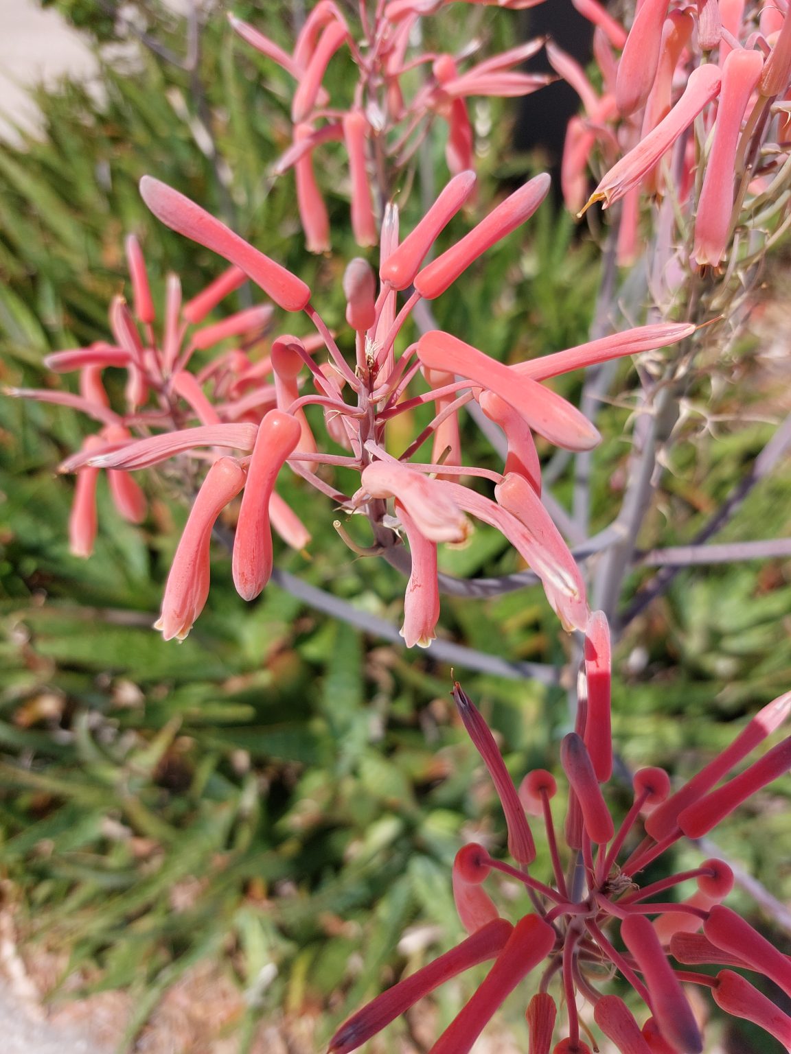 Help Gopher Tortoises Thrive in Nassau County: Remove Mother of ...