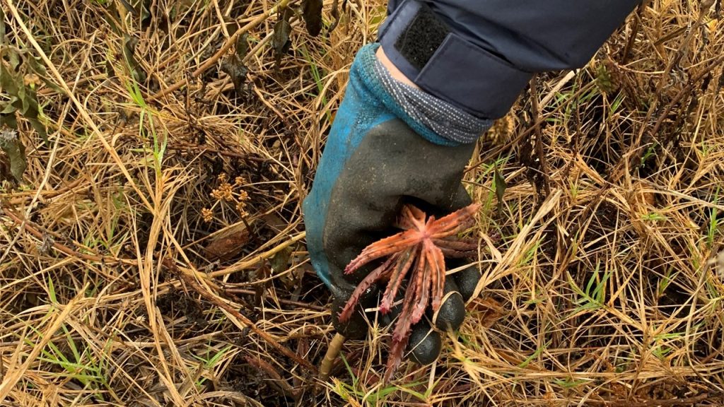 Help Gopher Tortoises Thrive in Nassau County: Remove Mother of ...