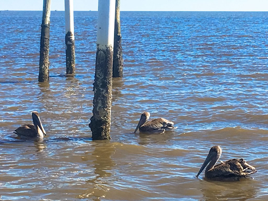 Cedar Key Bird Rescue: 2017 Year in Review - UF/IFAS Nature Coast ...