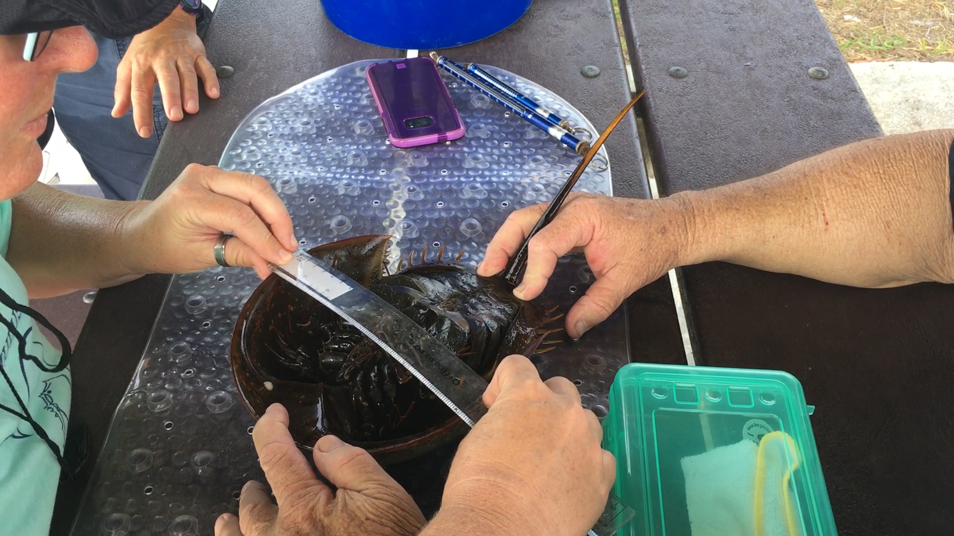 What's new with Florida Horseshoe Crab Watch? - UF/IFAS Nature Coast ...