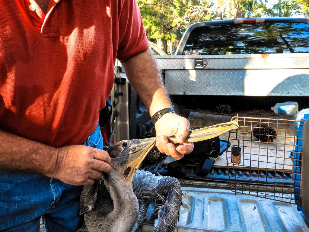 Cedar Key Bird Rescue: 2017 Year in Review - UF/IFAS Nature Coast ...