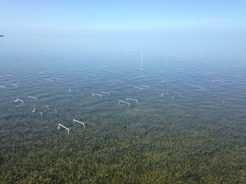 Tropicalization of Big Bend seagrass meadows - UF/IFAS Nature Coast ...