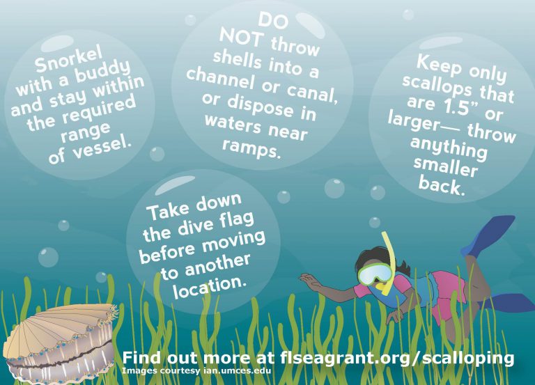Recreational Scalloping Season 2020 - UF/IFAS Nature Coast Biological ...