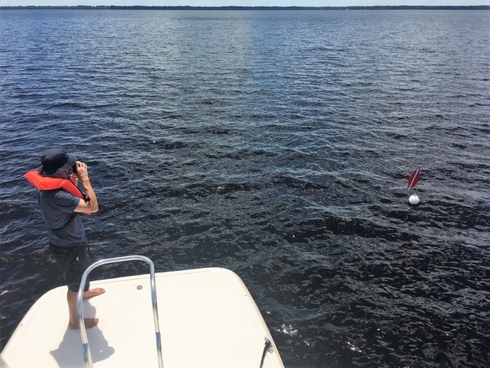 Perseverance Pays Off: Sea Turtle Project Launches on the Nature Coast ...