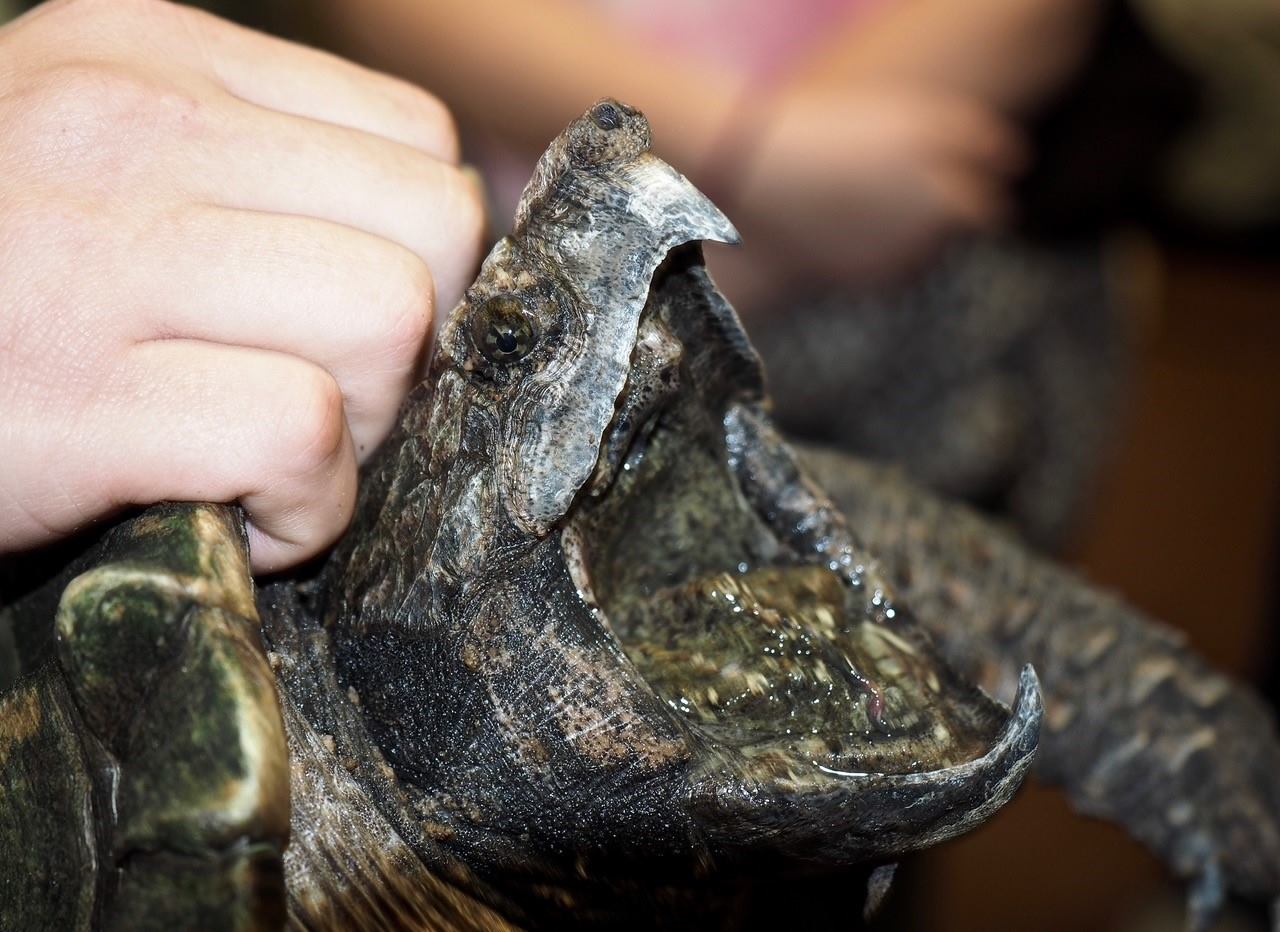 Turtle v. Snake - UF/IFAS Nature Coast Biological Station