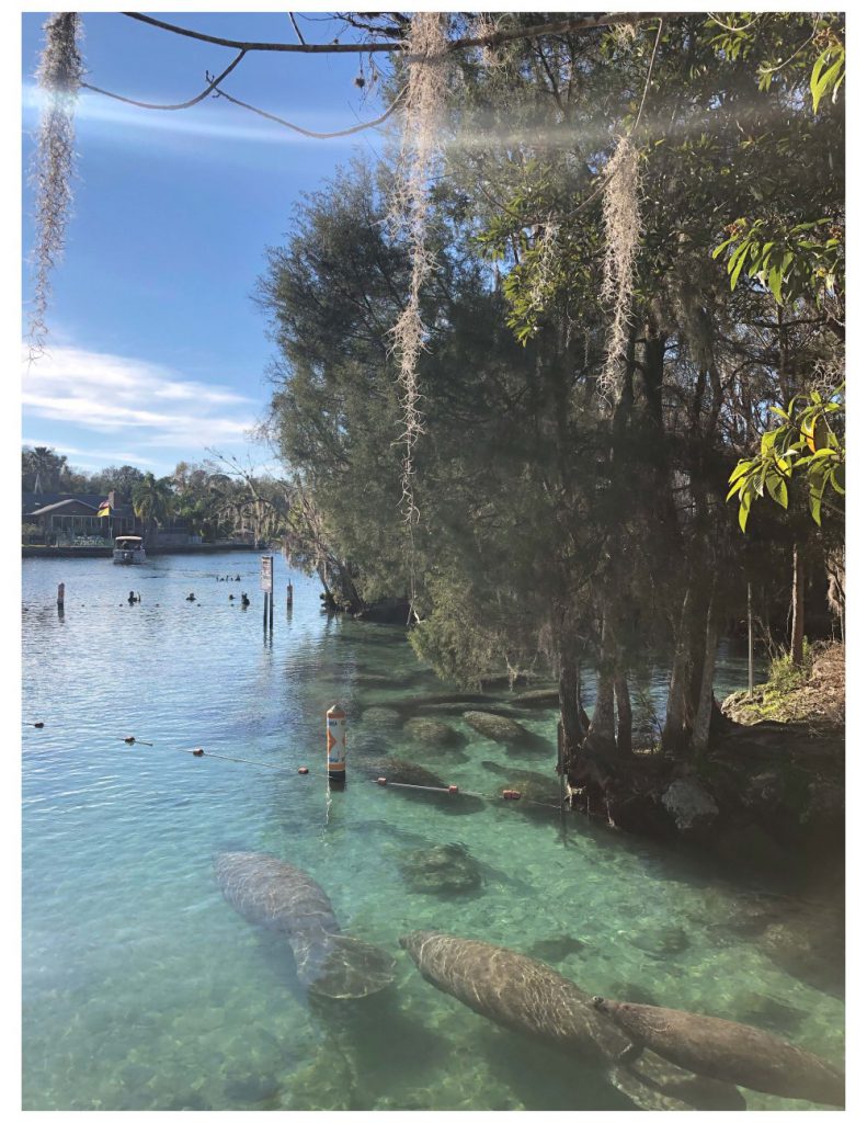 NCBS Intern Report: Crystal River National Wildlife Refuge Manatee ...