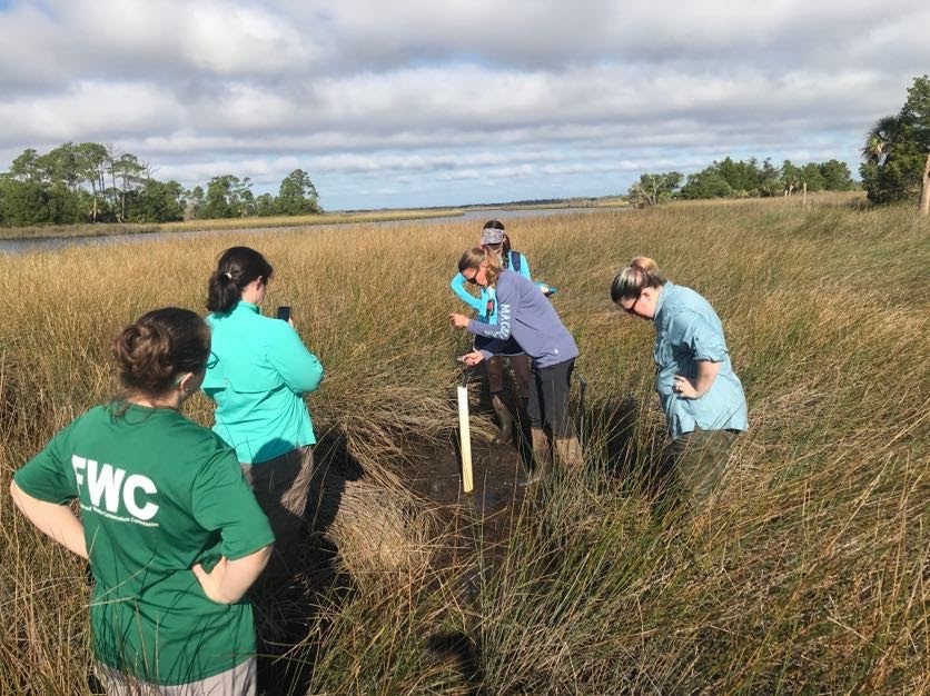 Salt Marsh Vegetation Research by Stephanie Verhulst - UF/IFAS Nature ...