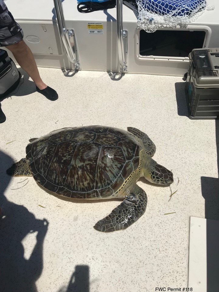 Hit and Run: Boating risks to Florida’s Sea Turtles - UF/IFAS Nature ...