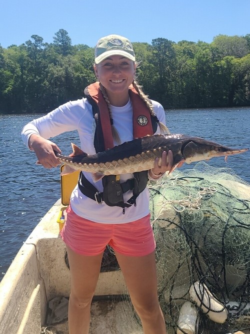 NCBS Intern Report: Sturgeon Ecology - UF/IFAS Nature Coast Biological ...