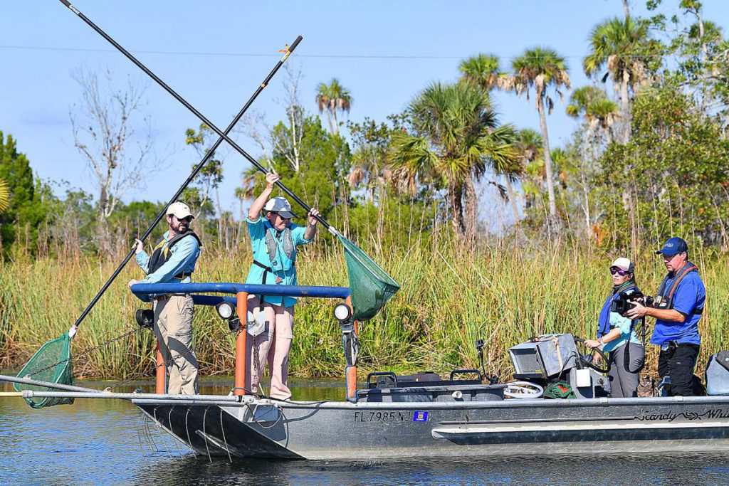 SWFWMD, FWC, UF launch shocking snook study in King's Bay - UF/IFAS ...