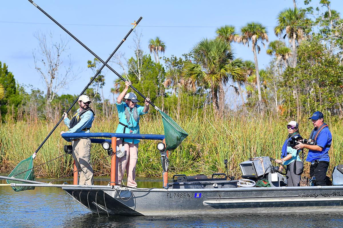 SWFWMD, FWC, UF launch shocking snook study in King's Bay - UF/IFAS ...