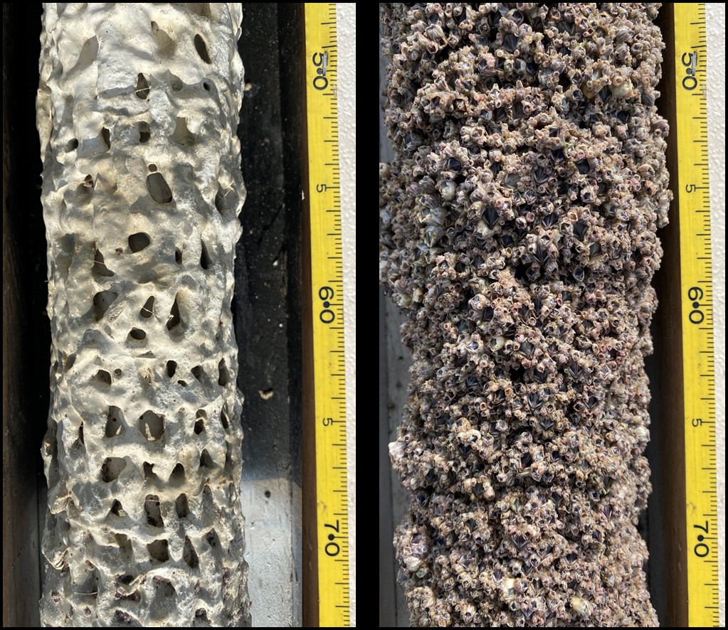 OPERATION SPATFALL: Exploration, experimentation, and restoration of ...