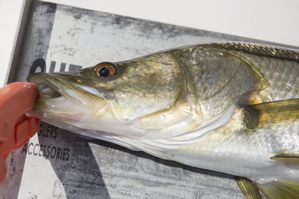 Common Snook: New Predators in the Nature Coast! - UF/IFAS Nature Coast ...
