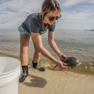 NCBS Intern Report: USFWS Barrier Island Habitat Restoration and ...