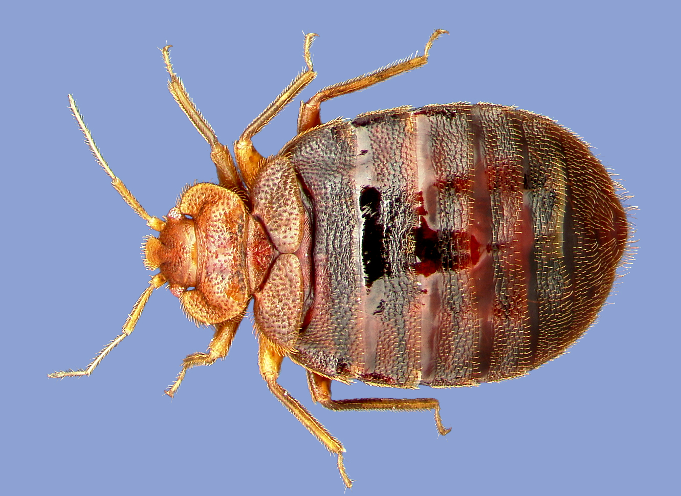 New UF/IFAS website has tips on bed bug prevention and control - News