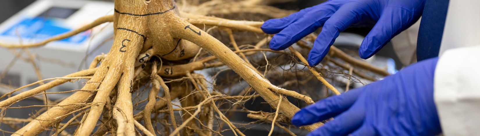 Injecting citrus tree trunks with bactericide may help stem greening - News