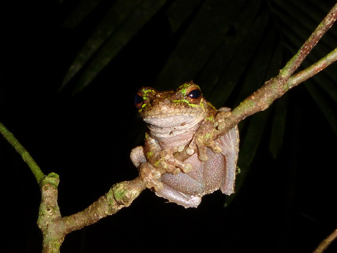 Study shows fungal infections reduce frogs’ tolerance of heat - News