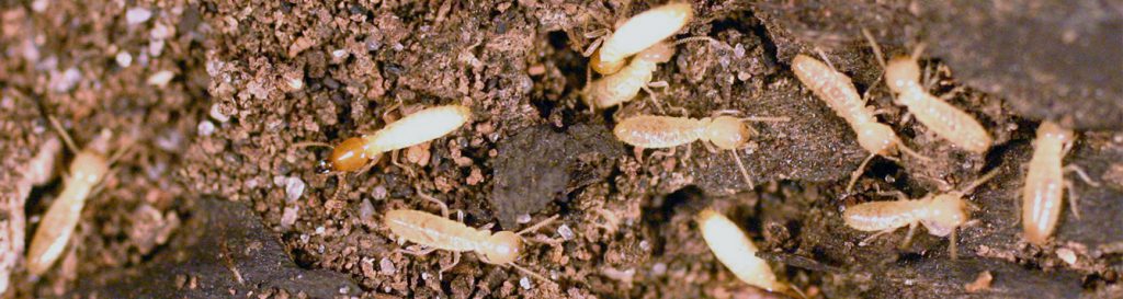 Subterranean Termites Farm Beneficial Bacteria From Their Fecal Nests ...
