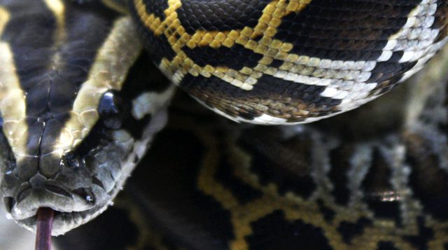 Invasive Species Programs - University of Florida, Institute of Food ...