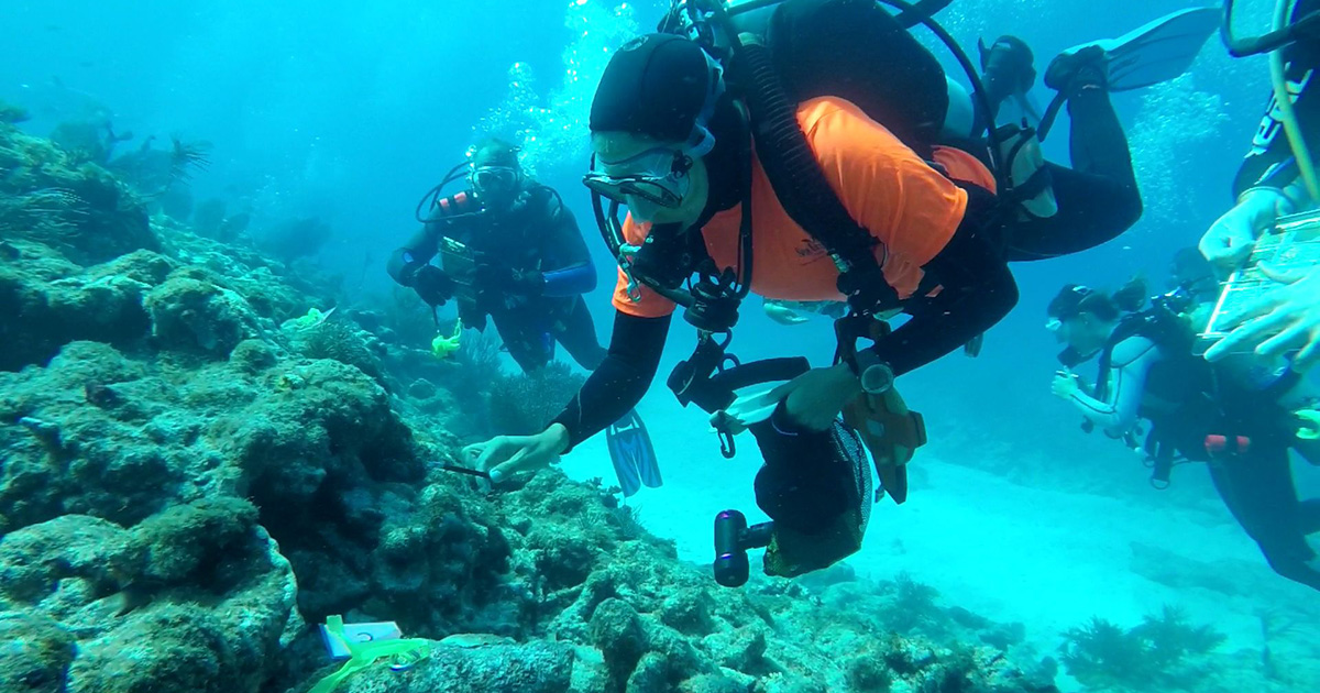 June 1 is World Reef Awareness Day, Citizen Scientists See the Habitats ...