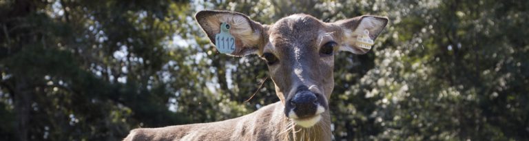 UF Scientists Test Vaccine for Disease that Affects Deer - UF/IFAS News