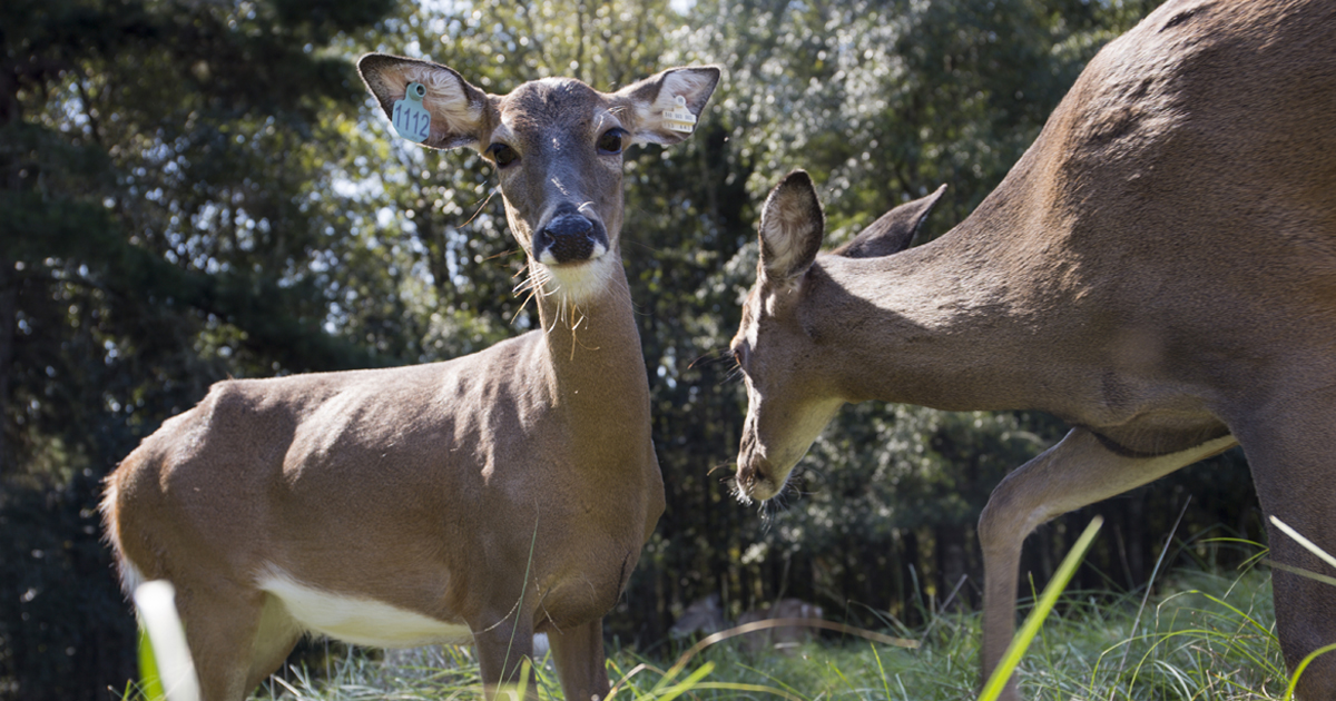 UF Scientists Test Vaccine for Disease that Affects Deer - News
