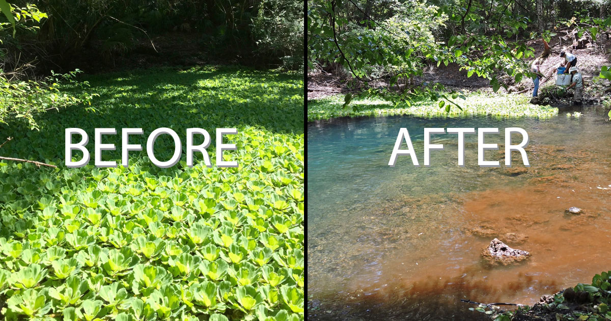 UF/IFAS Extension Nature Coast Master Gardeners Project Receives ...