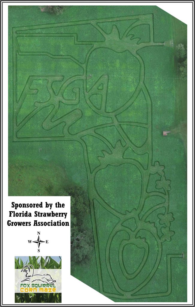 UF Students Design Corn Maze for Plant City Family Farm - News