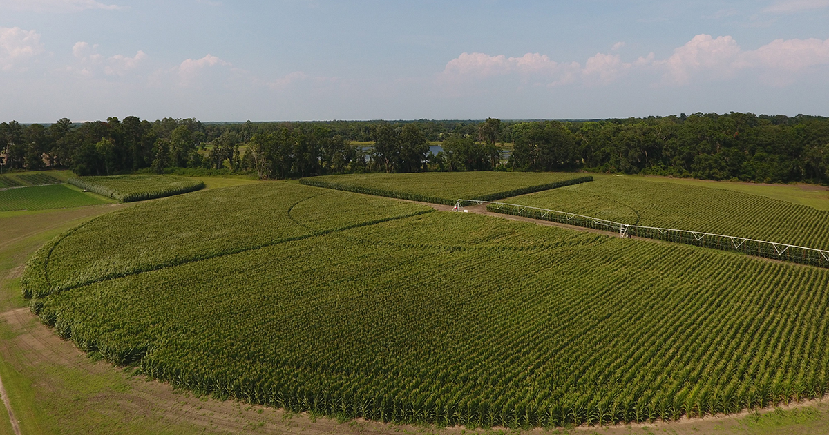 New Fertilizer Technology May Help Farmers Reduce Nitrogen Load - News