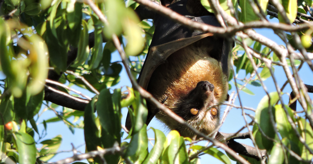 Growing Batty: UF/IFAS Researchers Discover That Rare Bats Pollinate ...