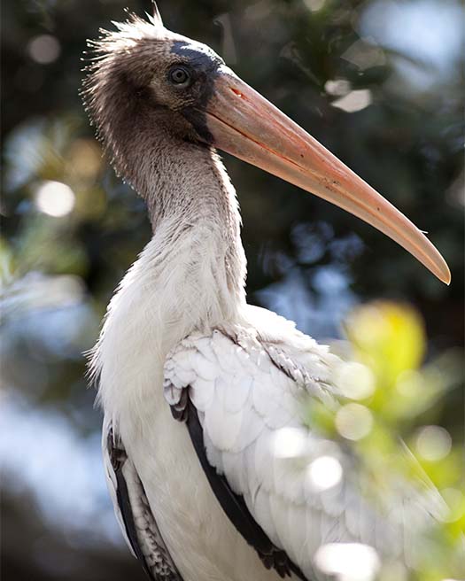 UF/IFAS scientists learn ‘threatened’ wood storks are showing flexible ...