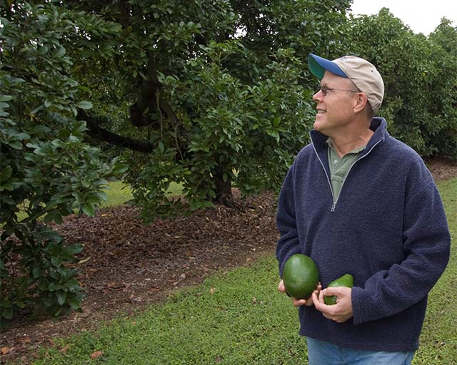 Celebrating avocados July 31st? UF/IFAS researchers making great ...
